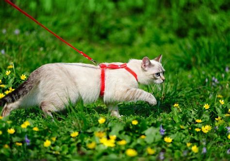 Perché il gatto morde quando lo accarezzo