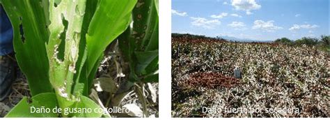 Manual De Plagas Y Enfermedades En Sorgo Panorama Agrario