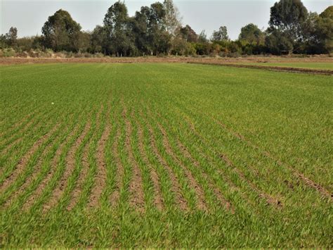 Llegan Siembras Del Trigo A Las Mil Hect Reas En El Valle De