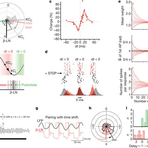 hebbian spike time dependent plasticity at the kc ln synapse a effect download scientific