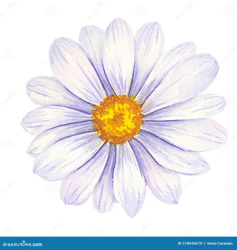 Watercolor Daisy Hand Painted Illustration Watercolour Daisy Isolated