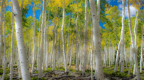 Pando Aspen Grove In Fishlake National Forest At Morning Utah USA