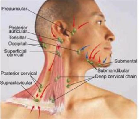 INTCP Head And Neck Exam Flashcards Quizlet