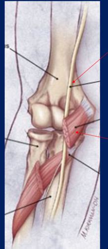 MSK Upper Extremity Anatomy Flashcards Quizlet