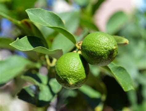 Cómo cuidar un árbol de limón Belleza estética