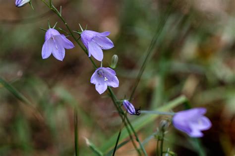 Jacinthe Des Bois Fleurs Sauvages Photo Gratuite Sur Pixabay Pixabay