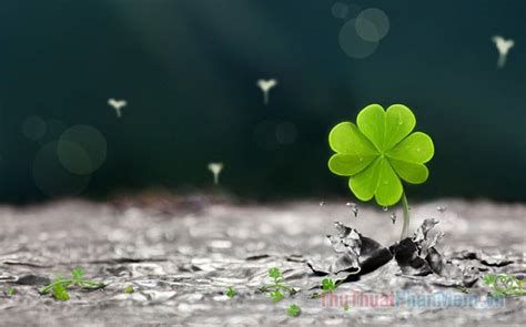 Những hình ảnh may mắn đẹp nhất