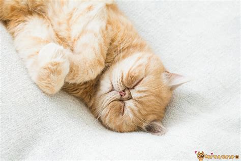 En Uysal Kedi Cinsi Miyavliyo