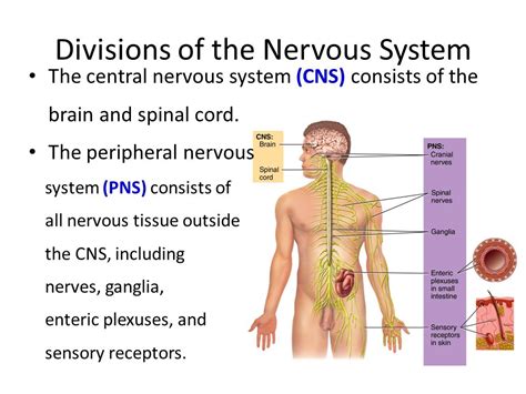 4 Parts Of The Central Nervous System The Subdivisions Of The Central