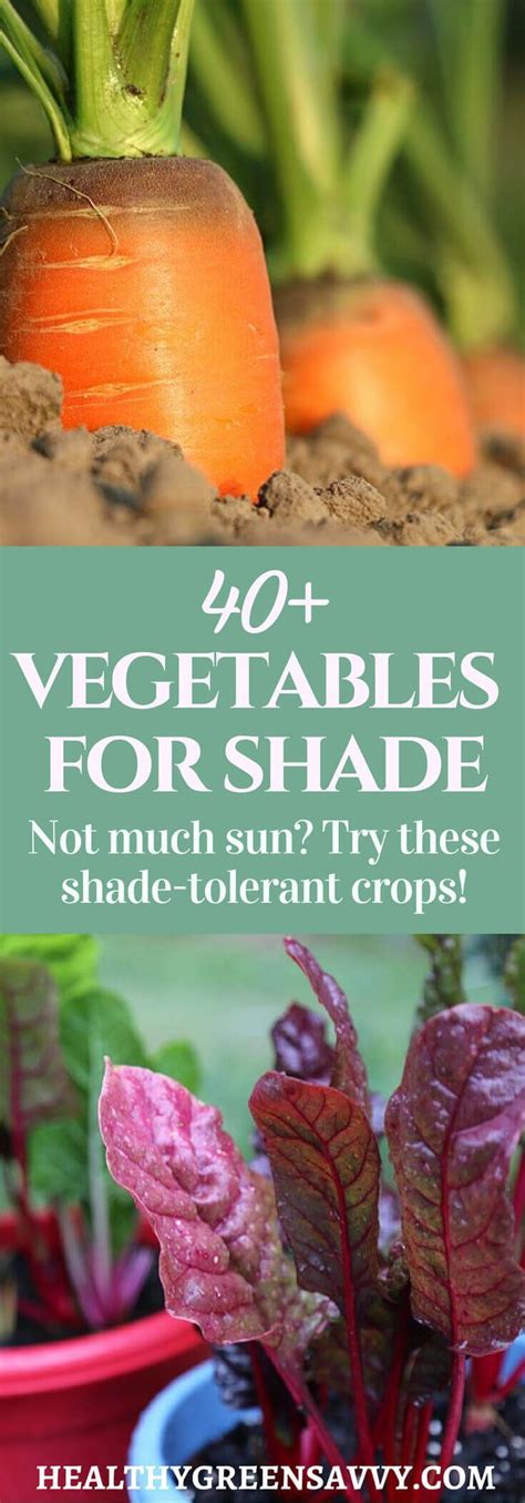 45 Vegetables That Grow In Shade Organic Vegetable Garden Growing