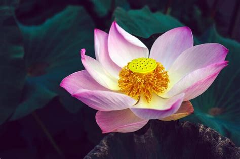 Premium Photo Closeup Of A Beautiful Pink Lotus Flower In Blooming