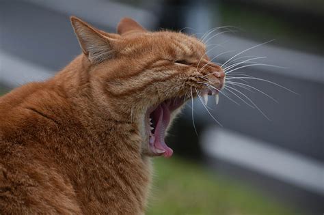 Nº Por qué mi gato tiene arcadas 10 razones revisadas por