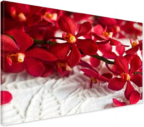 Printedwall Obraz na płótnie orchidea kwiat Nowoczesny na ścianę 70x50