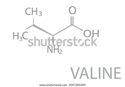 Valine Amino Acid Molecule Skeletal Formula Stock Vector Royalty Free