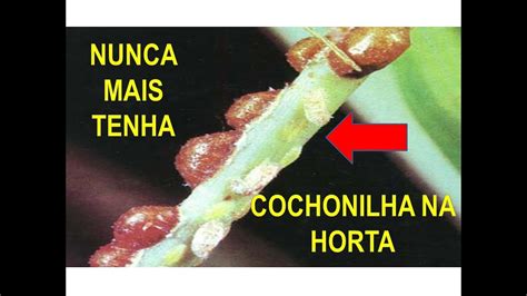 COMO ELIMINAR COCHONILHA DA HORTA INSETICIDA CASEIRO YouTube