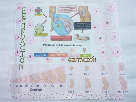 Cartel de la Fecundación y Gestación La fecundacion 36 semanas