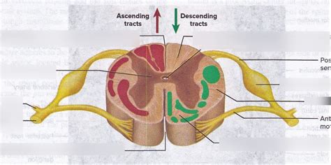 Cross Section Of Spinal Cord Showing Sensory Pathways Figure 28 4