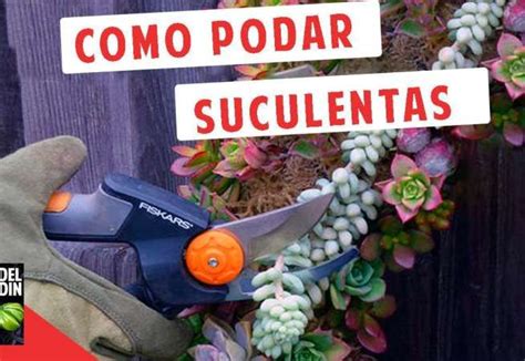 Cómo podar las suculentas Cuándo se podan las suculentas y por qué