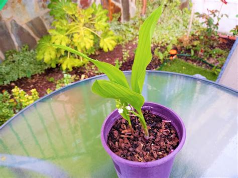 Biosfera Vegetal Lirio De Los Valles O Muguet Convallaria Majalis L