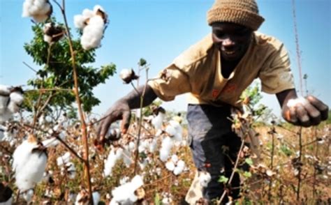 MALI PREMIER PRODUCTEUR DE COTON EN AFRIQUE Billetdujour