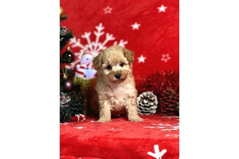 Poodle Poodle Yavru Istanbul Poodle Yavru K Pek