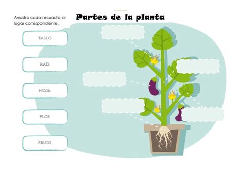 Actividad Online De Las Plantas Para Segundo De Primaria Ciencias De