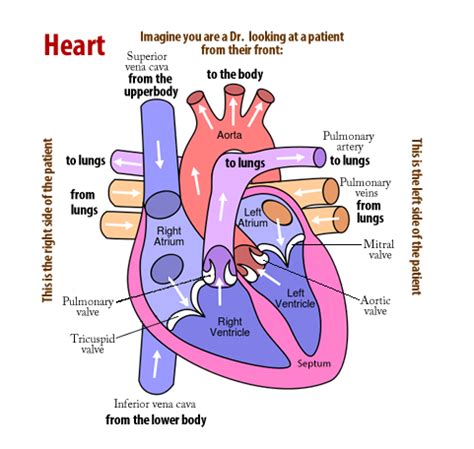 Circulatory System Labeled Heart