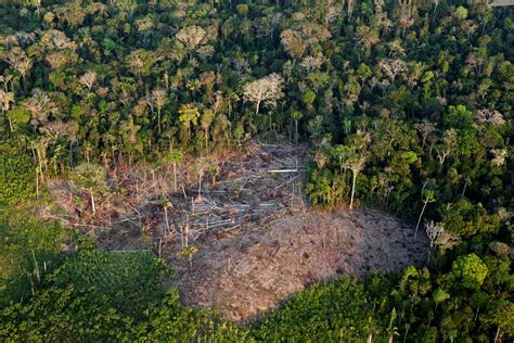 Maior Aumento De Desmatamento Da Amaz Nia Em Dez Anos Wwf Brasil