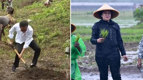 Puan Tanam Padi Di Sleman Jokowi Bawa Cangkul Tanam Pohon Di NTB ERA ID