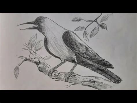 Indian Crow Drawing Using Pencil How To Draw A Crow Pencil Shading