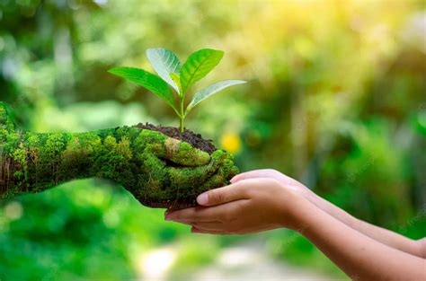 Formas Sencillas Para Proteger El Medio Ambiente Greener