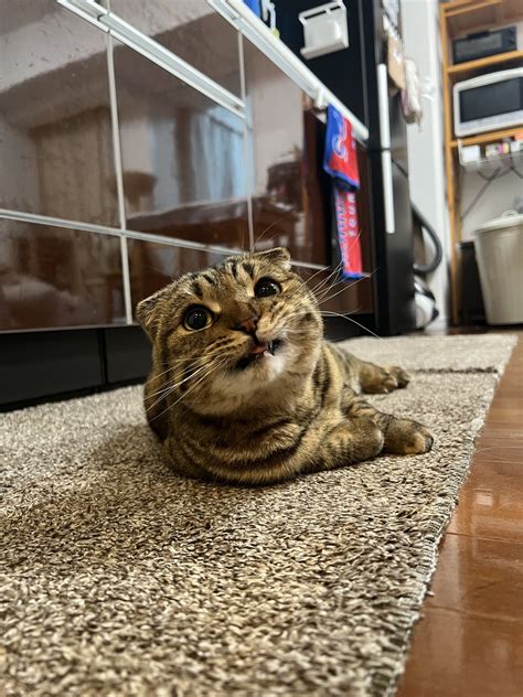 On Twitter Rt Matsutake Cat