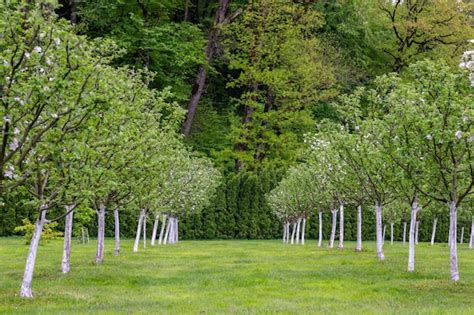 Jardín de manzanas en flor en el árbol huerto de flores en primavera