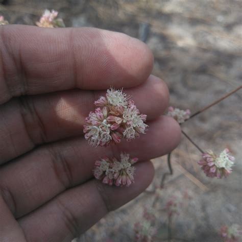 Naked Buckwheat From South Lake Tahoe CA 96150 USA On October 14