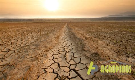 Agropinos Qu Es Fen Meno Del Ni O Y C Mo Cuidar Sus Cultivos De L