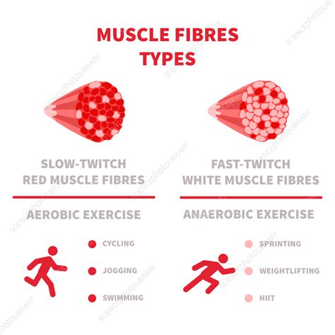 Muscle Fibre Types Illustration Stock Image F Science