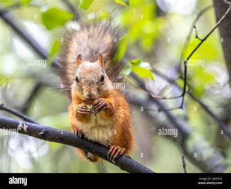 Lo Scoiattolo Con Noce Siede Sull Albero In Autunno Scoiattolo Rosso