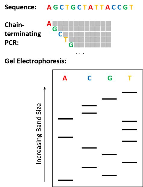 Sequencing 101 The Evolution Of DNA Sequencing Tools PacBio