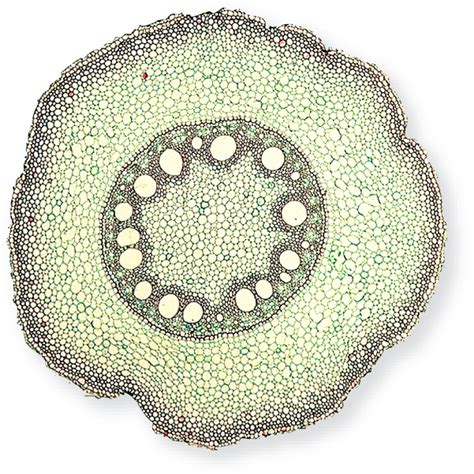 Diagrams MONOCOT ROOT Diagram Quizlet