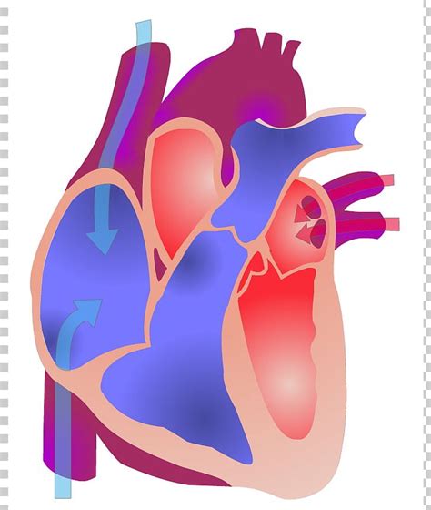 Electrical Conduction System Of The Heart Animation Anatomy Cardiac