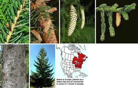 Dendrology Lab Flashcards Quizlet