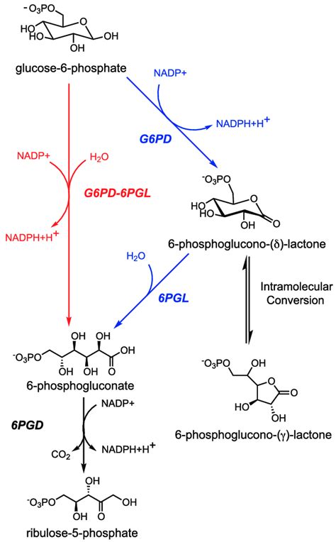 The Oxidative Branch Of The Pentose Phosphate Pathway The Route Taken