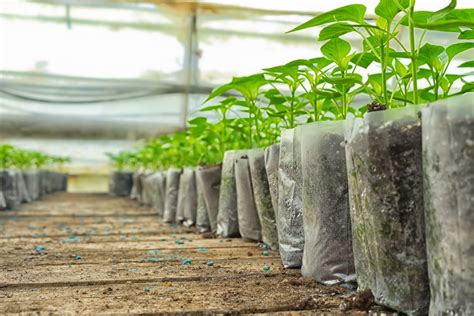 Veja Dicas De Como Cultivar Mudas De Plantas Em Casa Descubra O Mundo