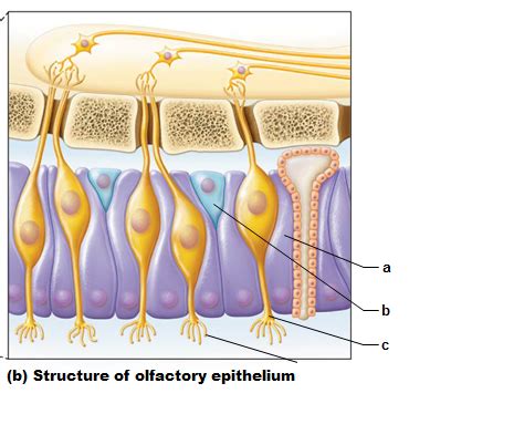 Olfactory Epithelium Pt 2 Diagram Quizlet