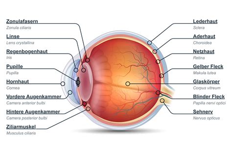 Hass Hüfte geschmolzen auge aufbau und funktion tabelle Aussprache