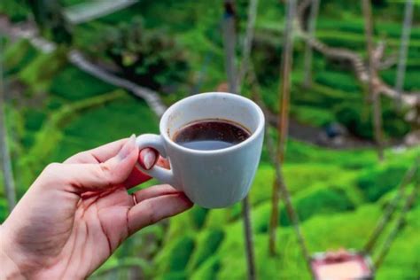 5 Agrowisata Kopi Di Bali Bisa Belajar Bikin Kopi Juga