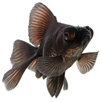 The Goldfish Gazette Issue 121 Black Moor Care
