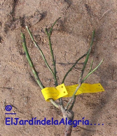 El Jard N De La Alegr A C Mo Plantar Un Rosal A Ra Z Desnuda