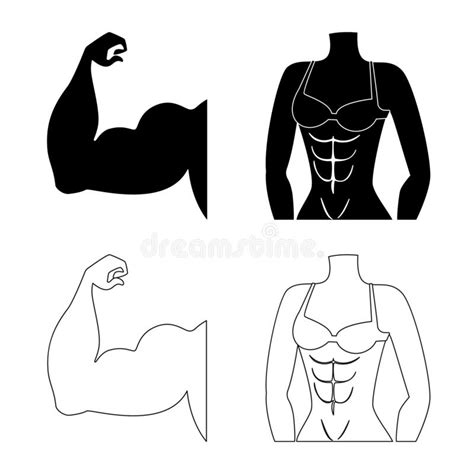 Ejemplo Del Vector De La Fibra Y De La Muestra Muscular Fije Del