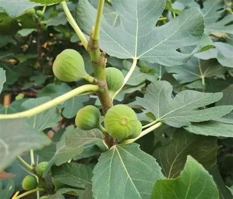 Ce Se Intampla Daca Plantezi Un Smochin Sau Daca Ai Deja Unul In Curte
